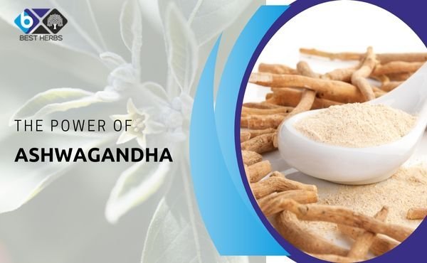The Power of Ashwagandha: A Comprehensive Guide